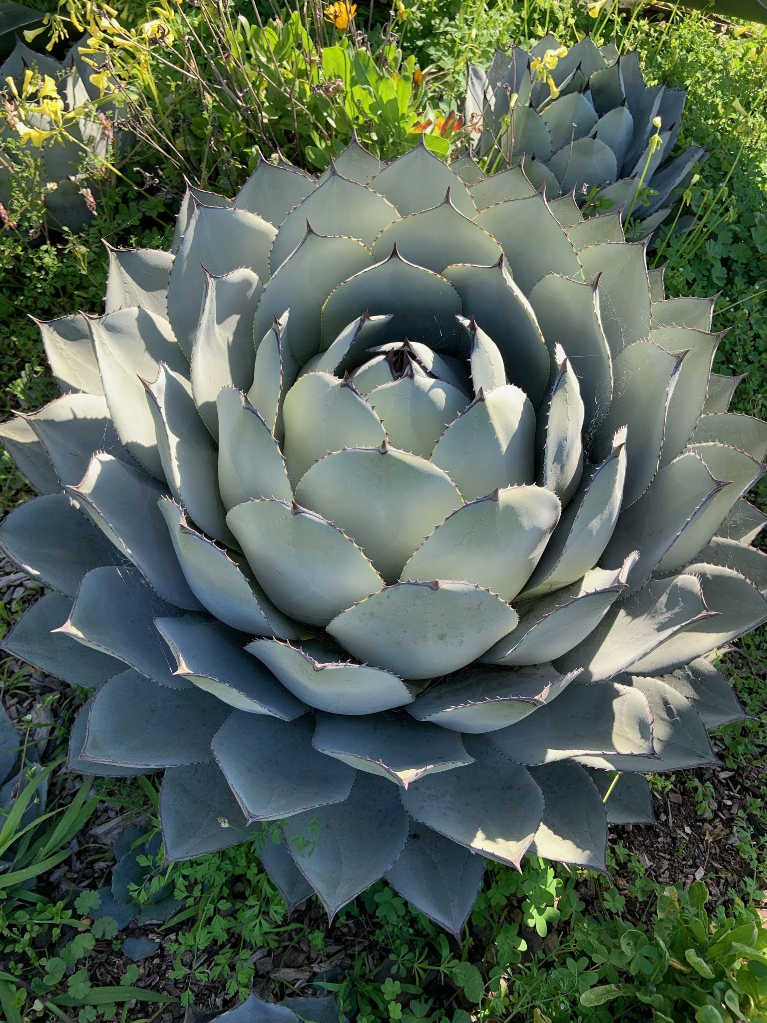 Pennsylvania Street Gardens: Plant Profile: Agave parryi var. truncata ...