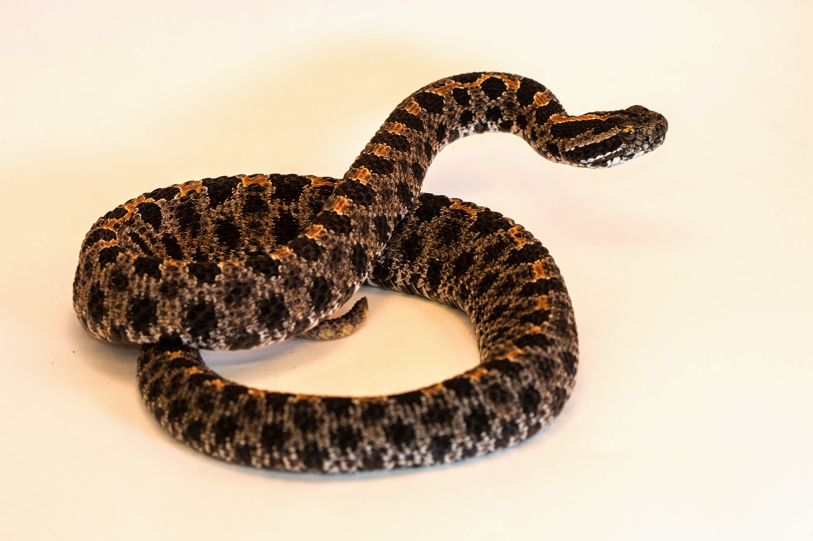 Salamander-Shmalamander: June 2014