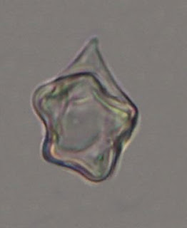 Misidentifying Fungi: November 2019