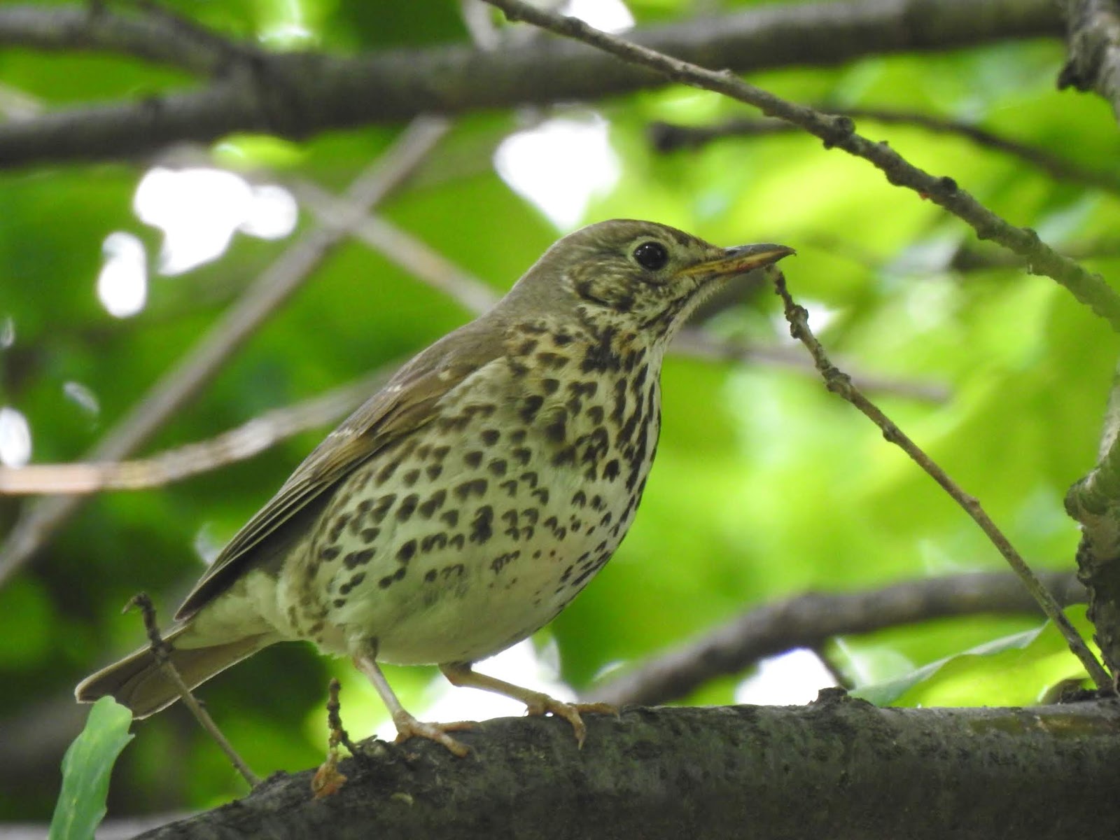 PASARI DIN ROMANIA: STURZ CANTATOR, Turdus philomelos