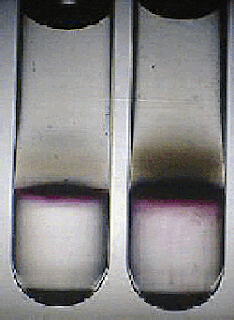 BioChem Reaction: Molish Test
