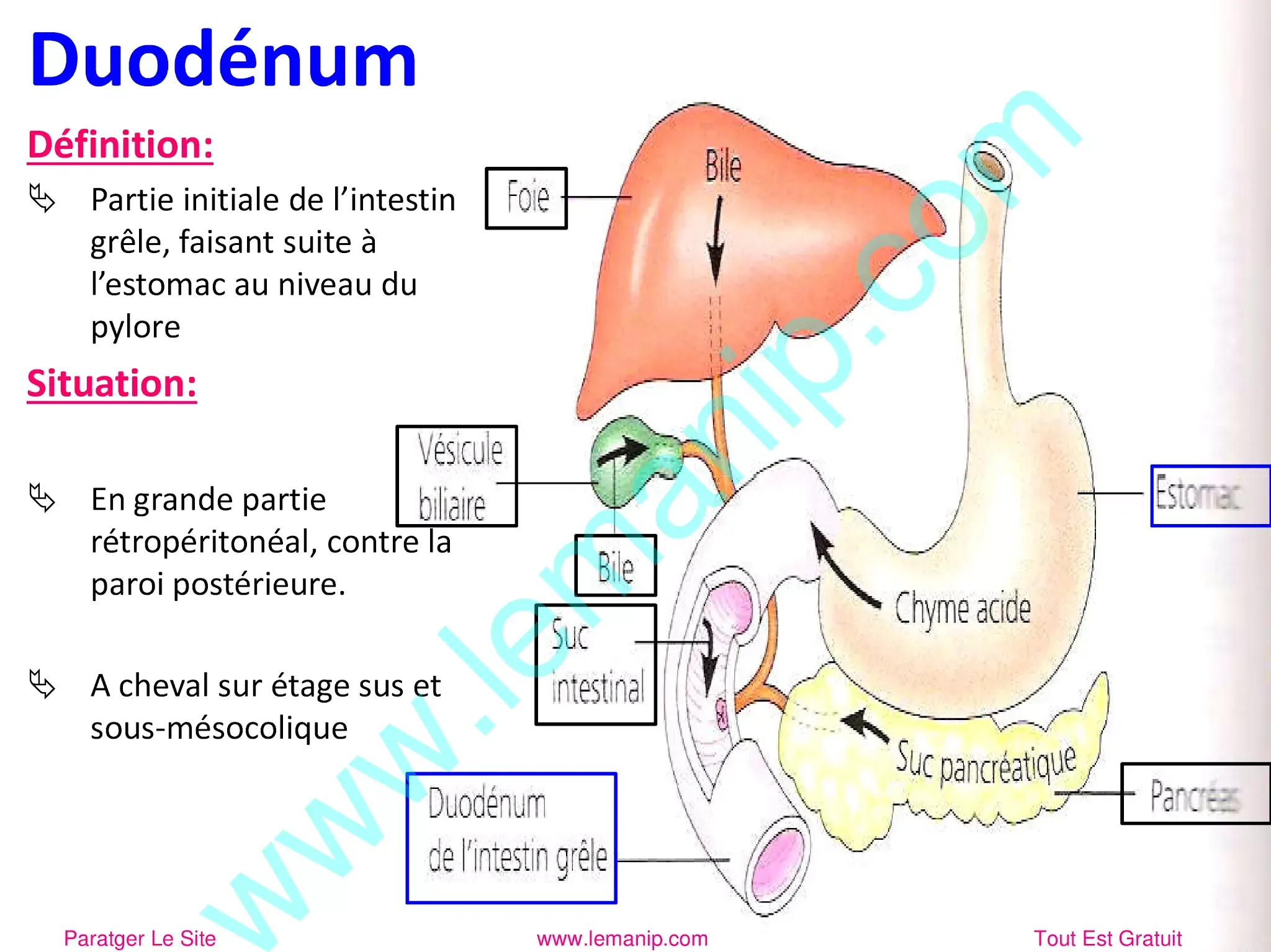 Anatomie De L’appareil Digestif