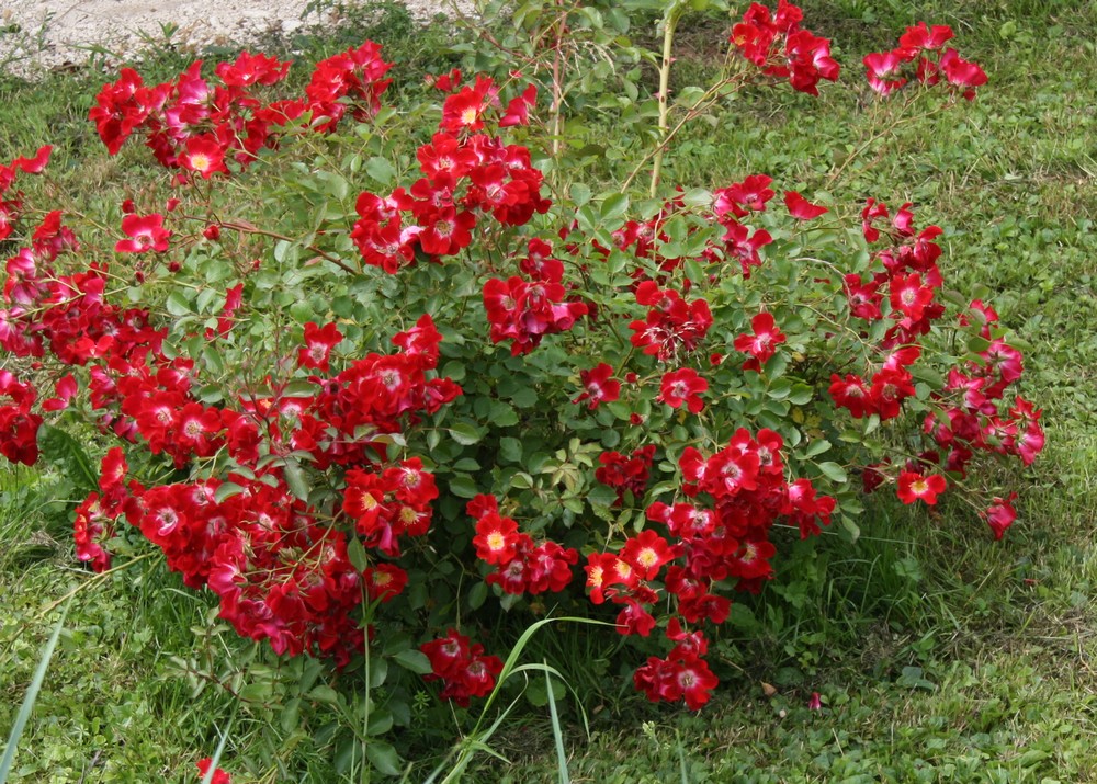 Les fleurs rares: vivaces rouges et ...état d'âme