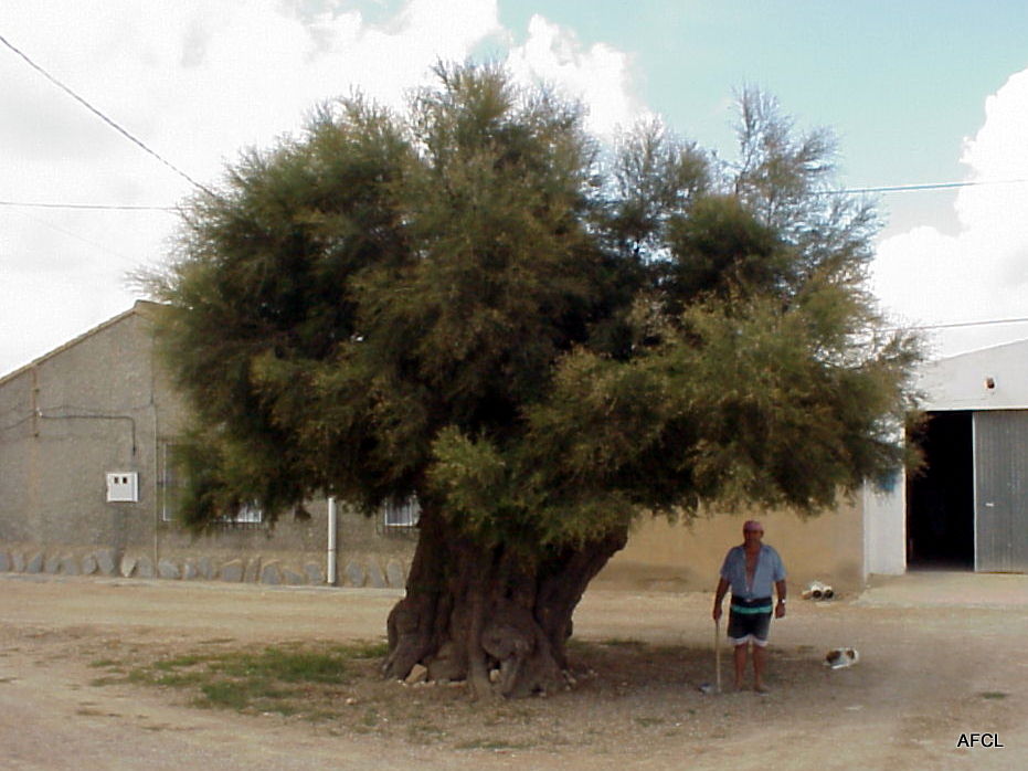 Repoblación autóctona - Los tarais, tarays, tarajes, tamarices, tamarix ...