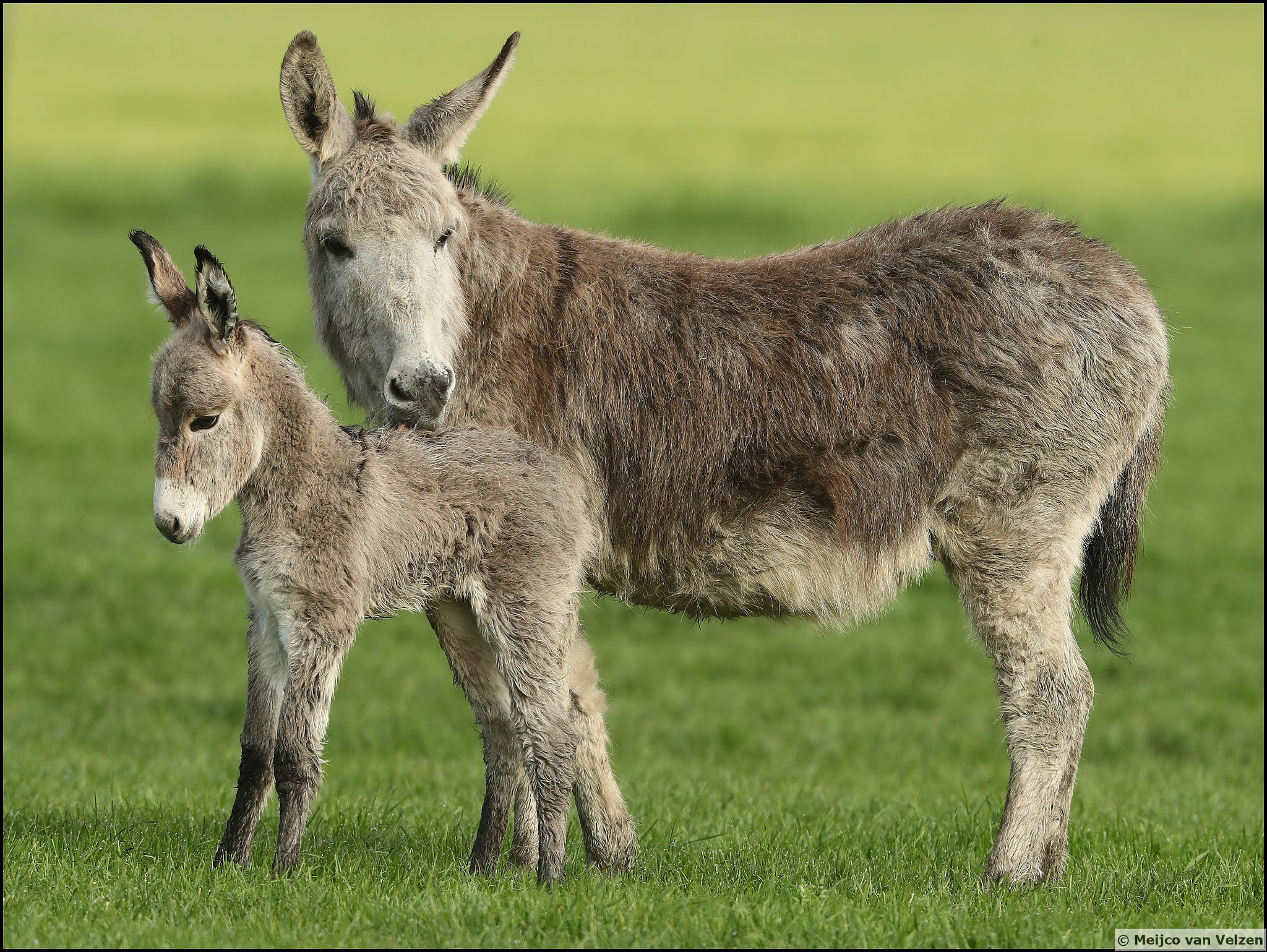 Meijco: Ezelin met veulen