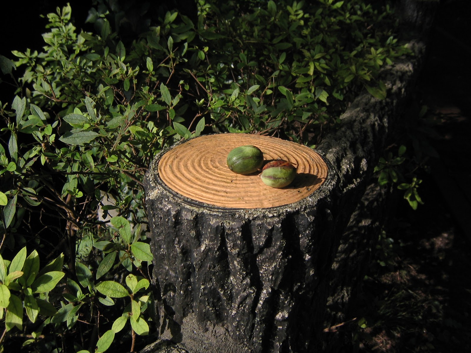 Adventure in Yokohama Citizen Forest: Nutty fall: finding chestnuts and ...