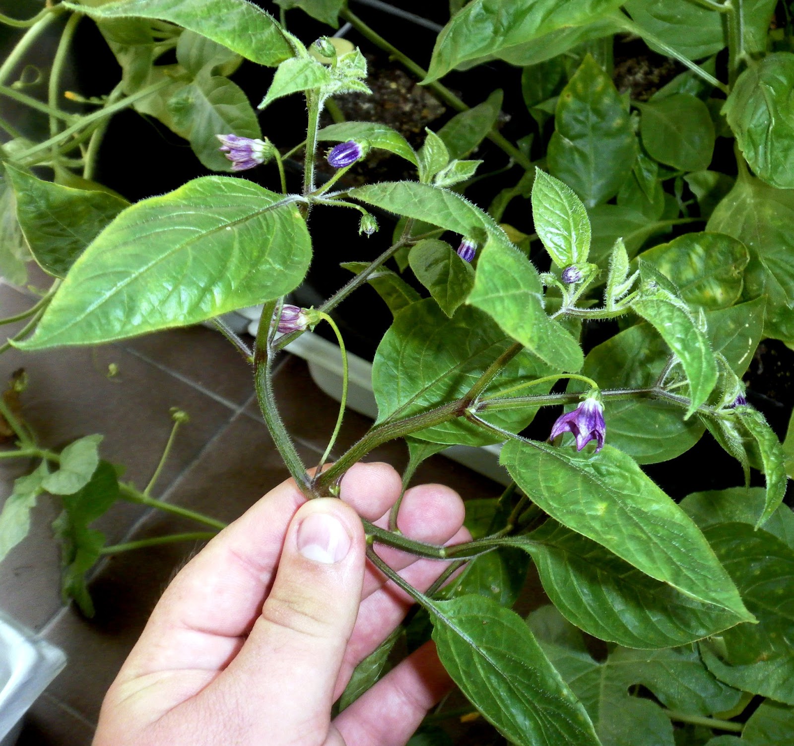 Scirpidiella's Plants: Rocopica, Ulupica Large (Capsicum cardenasii x ...