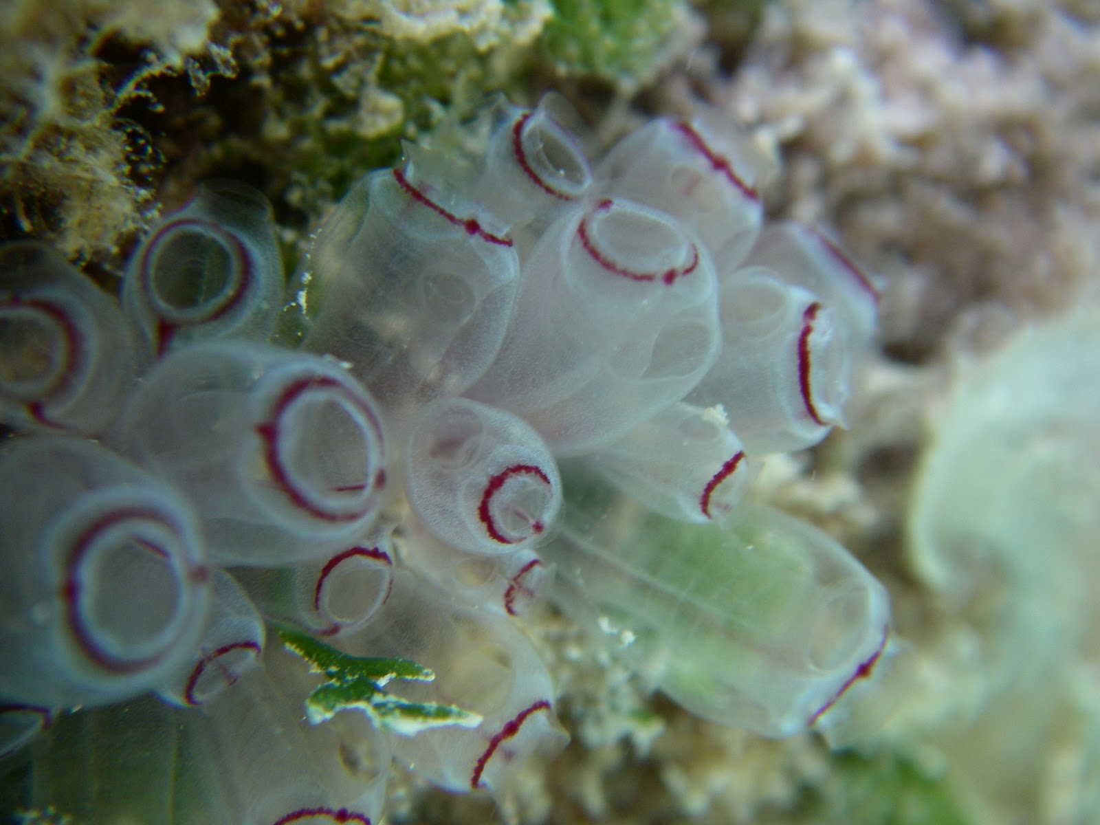 Painted Tunicate Sponge
