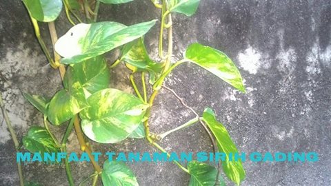 Terbaru 22+ Gambar Bunga Sirih Gading - Gambar Bunga Indah