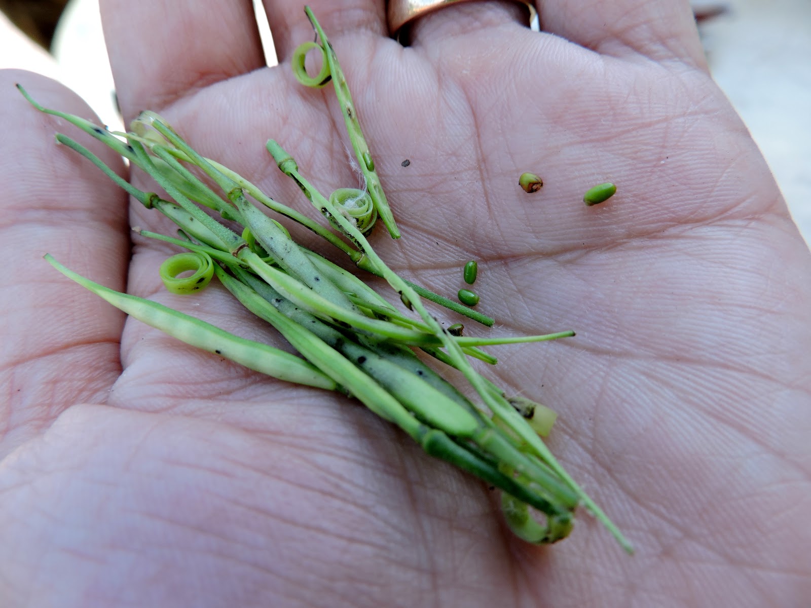 Capital Naturalist by Alonso Abugattas: Cut-leaf Toothwort