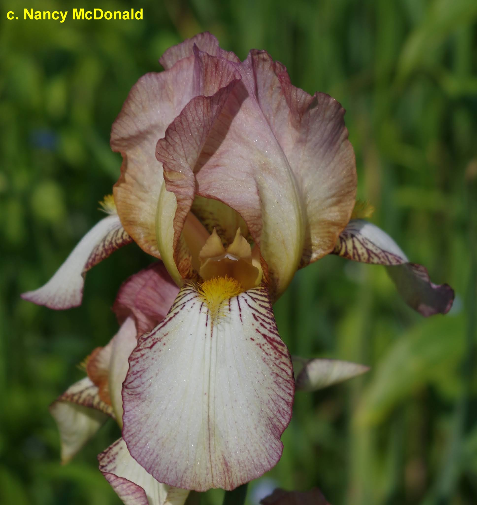 World of Irises: FRENCH IRIS FROM THE PAST NAMED AFTER LADIES