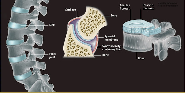 STRUCTURE OF THE VERTEBRAE AND DISC