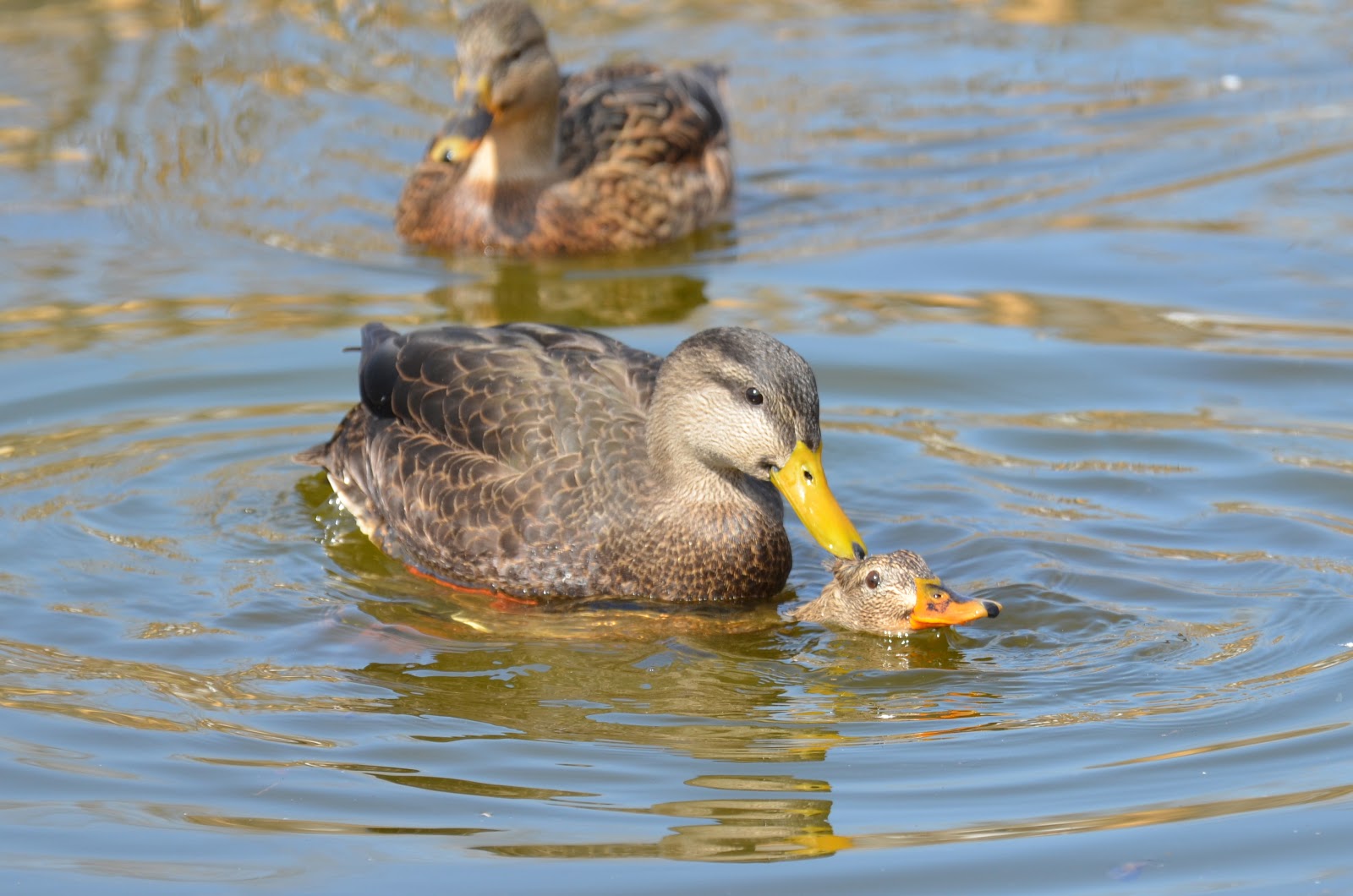 Urban Wildlife Guide: Duck Romance