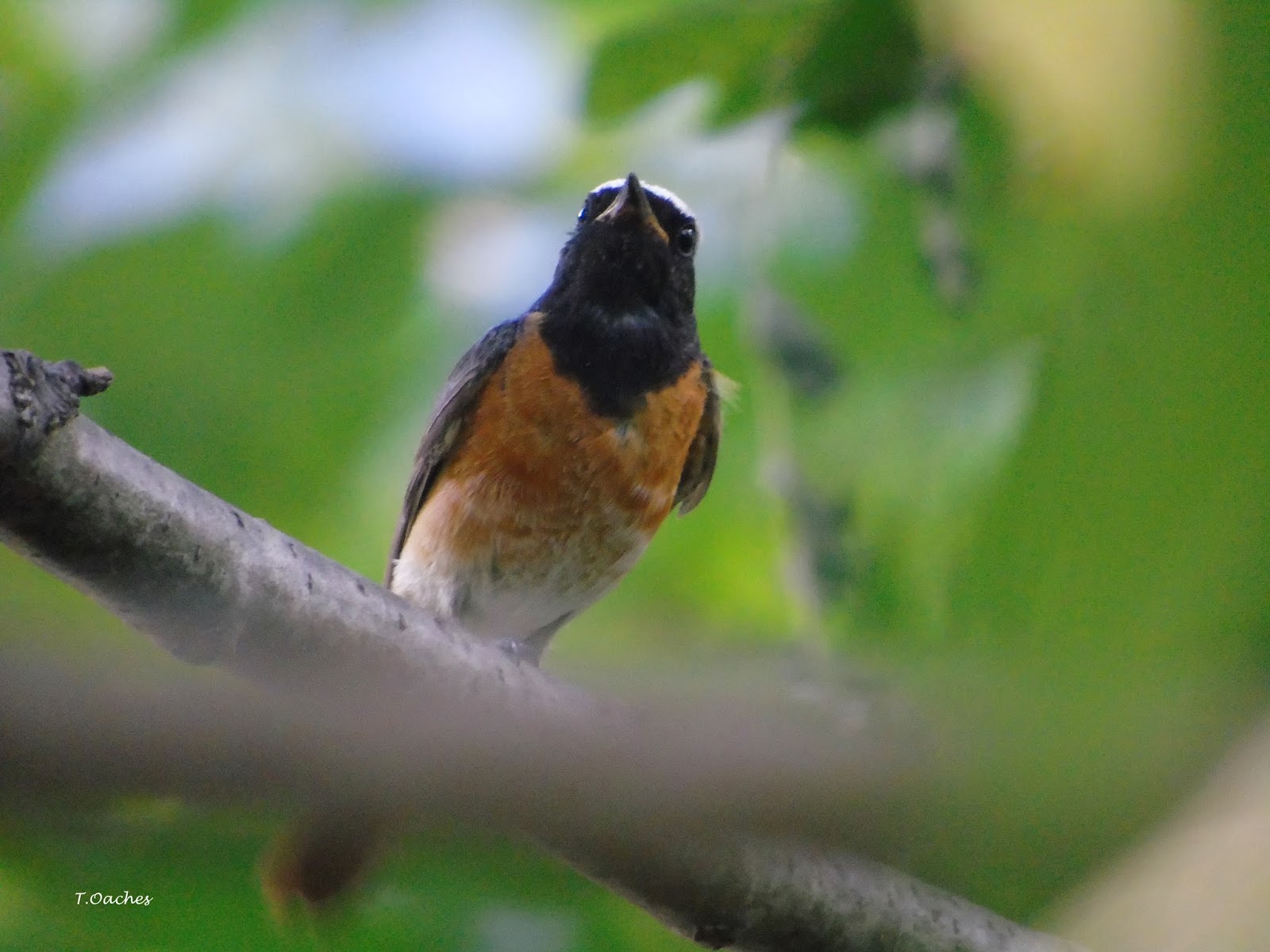 PASARI DIN ROMANIA: CODROS DE PADURE (2), Phoenicurus phoenicurus