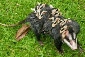 De Serra Talhada para o mundo: Timbu (Gambá-de-orelha-branca)