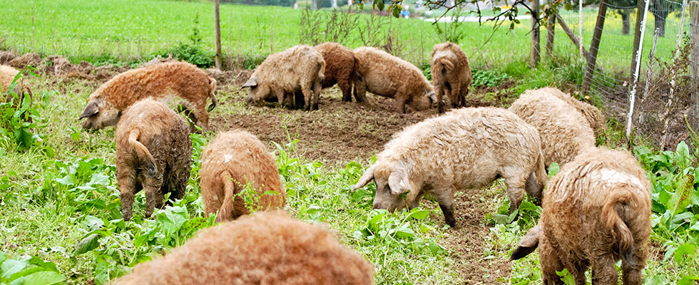 MANGALITZA Braten mit GARTENGEMÜSE