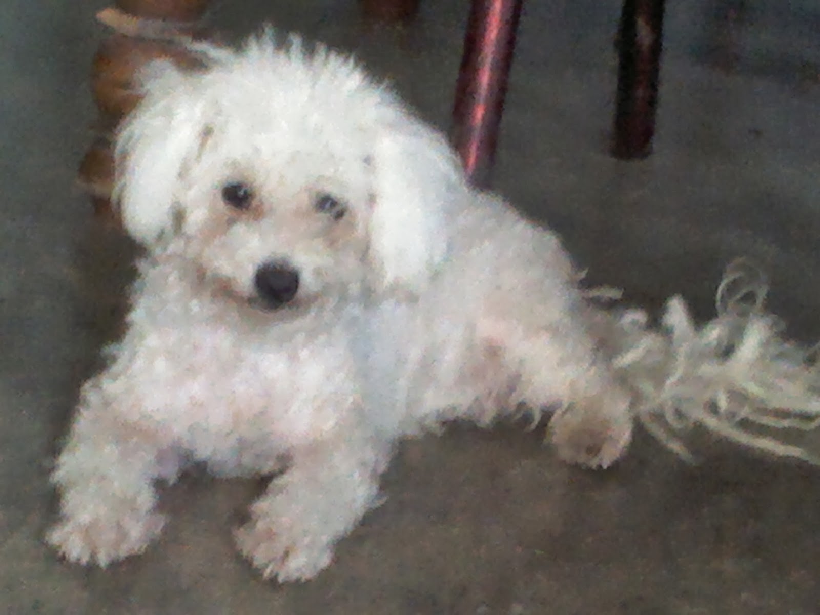 conoce a los perros mas interesantes: French Poodle