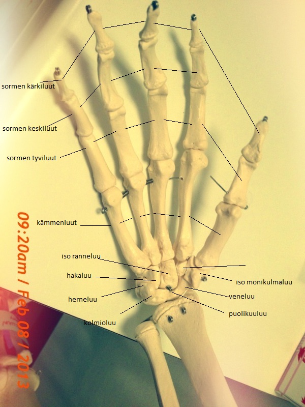 Kosmetiikkaneuvojaksi: ~ Käden luut