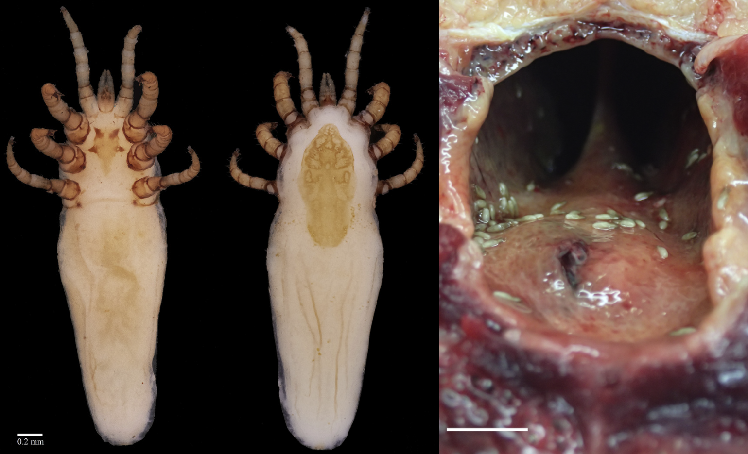 Parasite of the Day: 2019