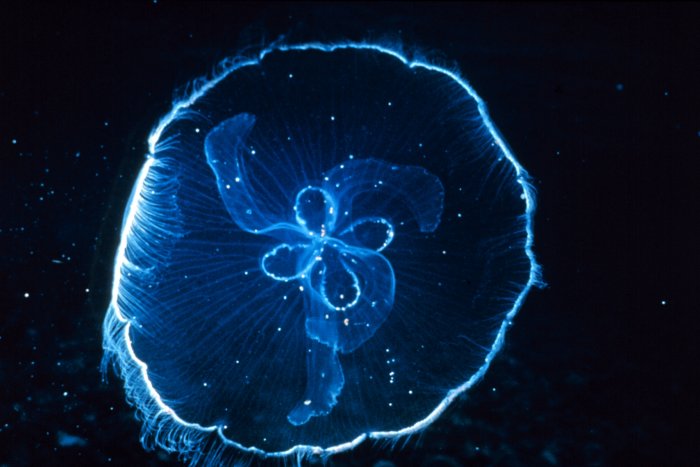 Beautiful jellyfish pictures | Amazing Creatures
