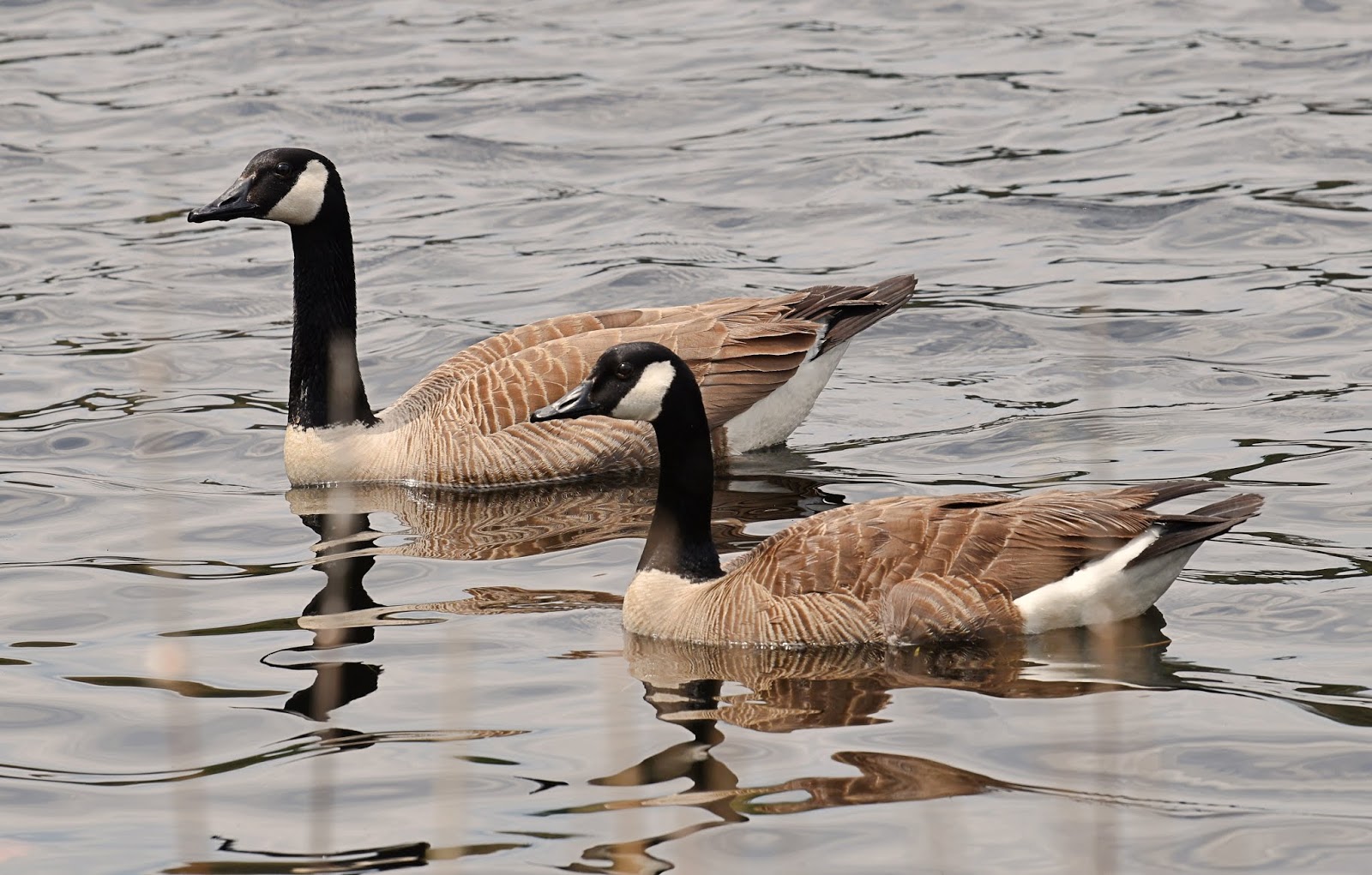 Den'sphotogallery: Canada Geese Portfolio