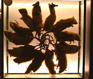 ShukerNature: RAT KINGS – A TANGLED TALE OF TANGLED TAILS