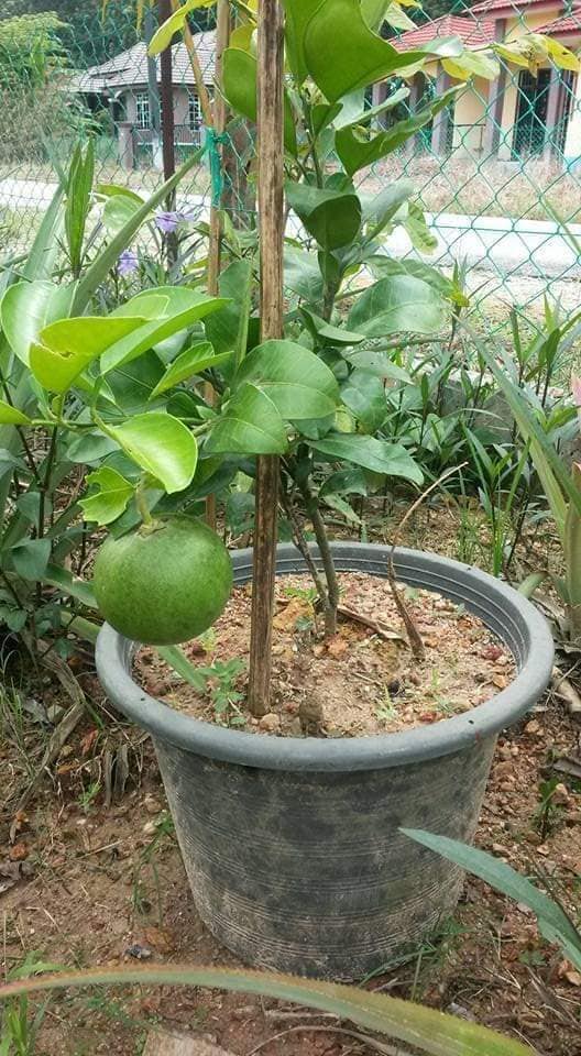 Berita TV Malaysia: Stock pokok limau bali isi merah