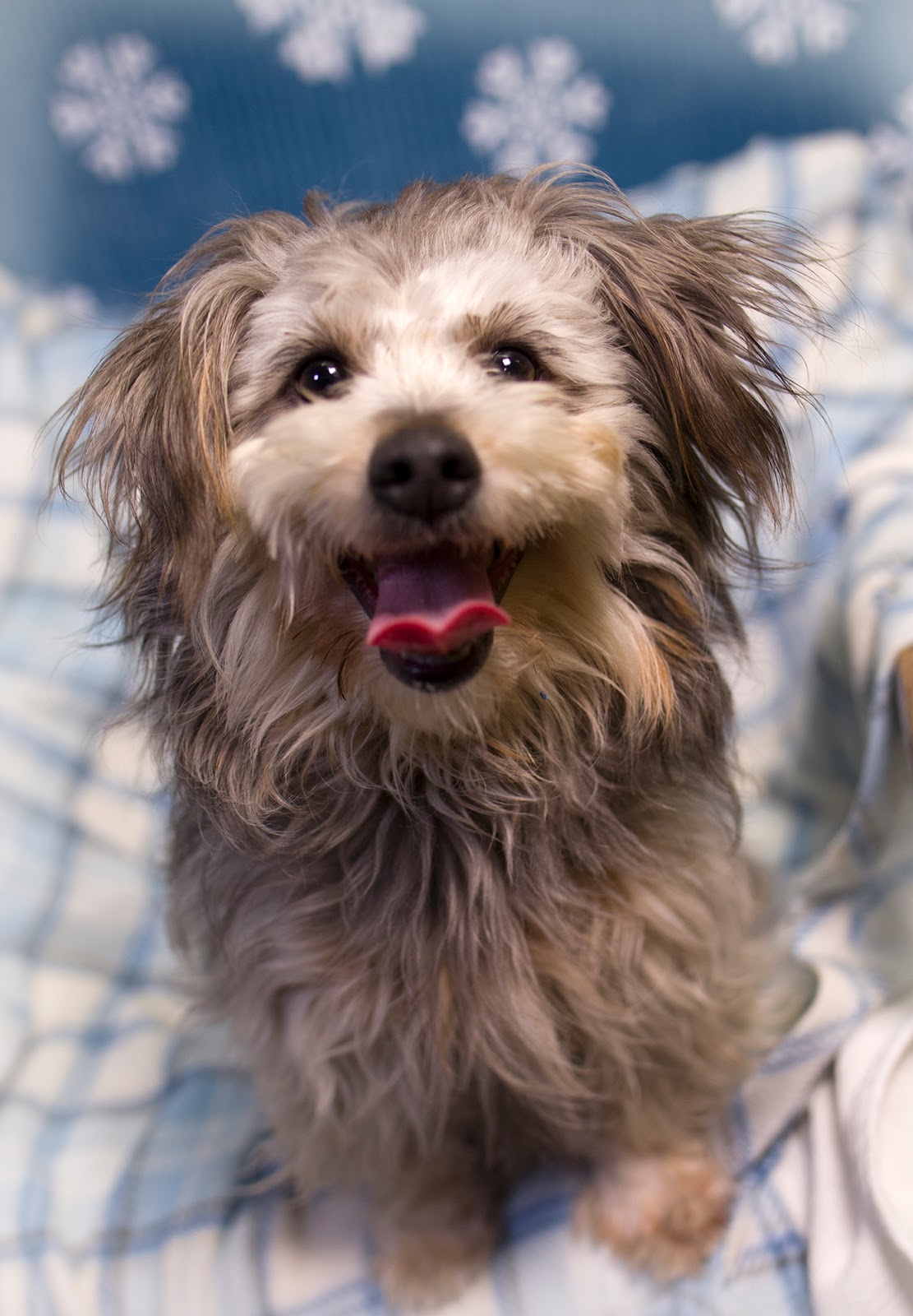 Shelter Dogs of Portland: "MINERVA" lovable shaggy little terrier type mix