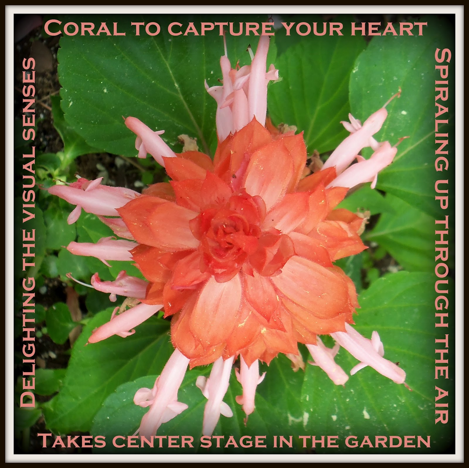 SMFairytales: Delightful