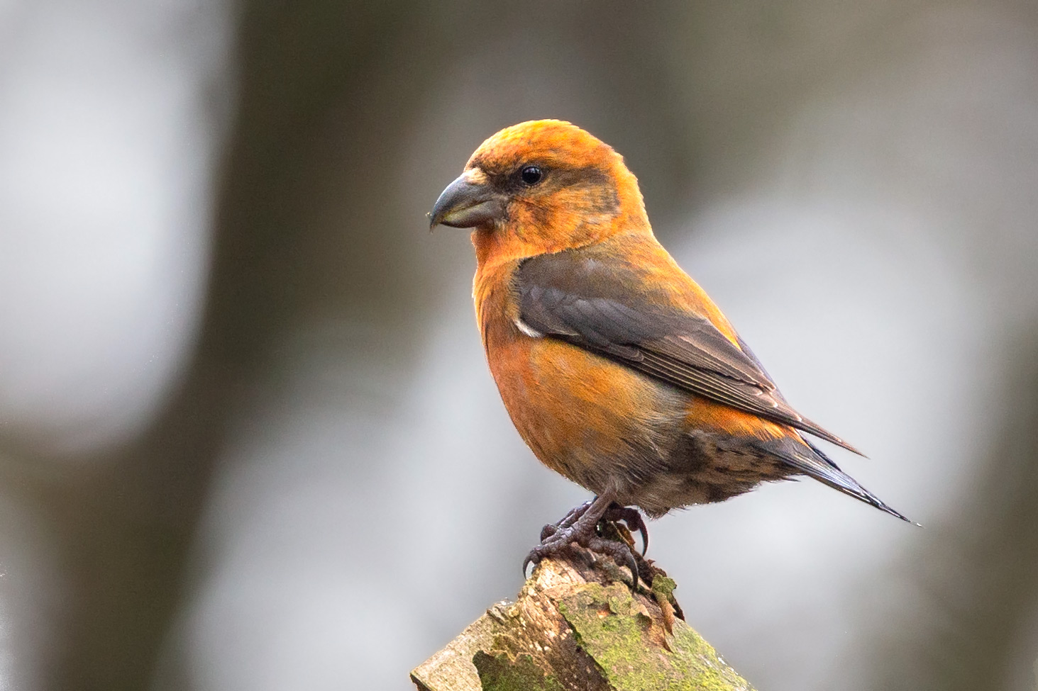 Darley Dale Wildlife: Common Crossbill - Flash Lane