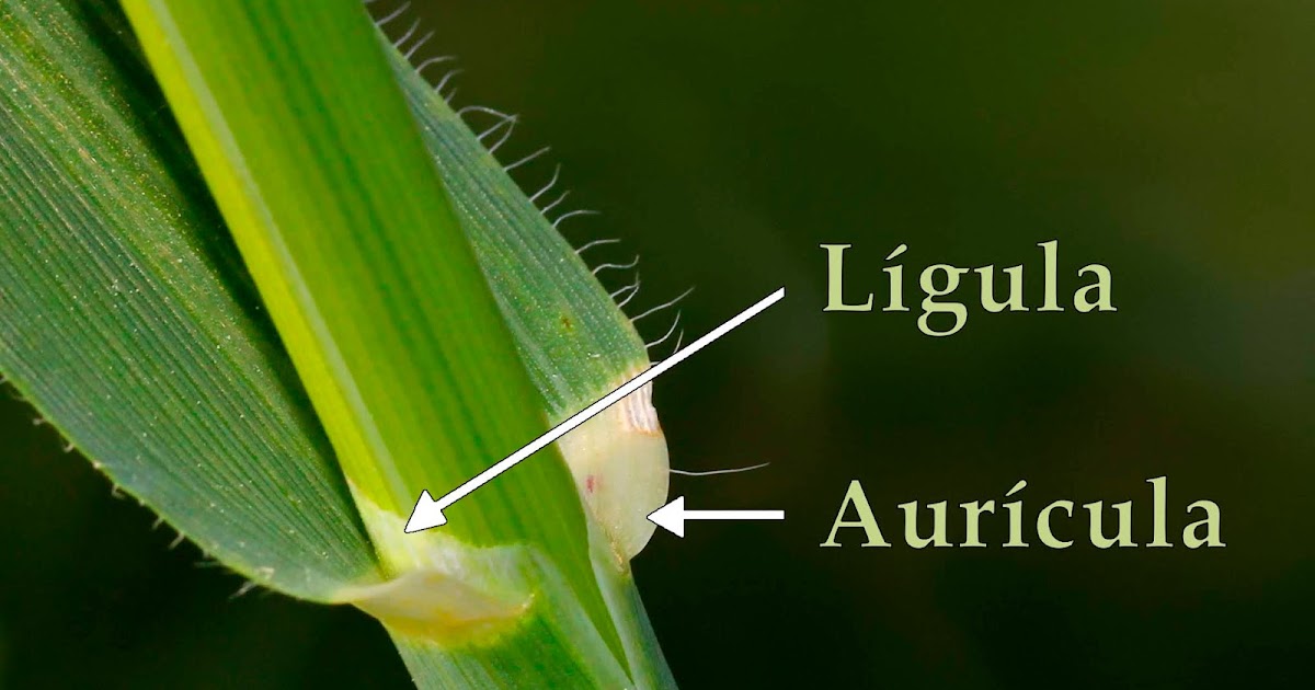 El Jardín del Lúpulo. Web especializada en cerveza.: ¿Cómo reconocer ...
