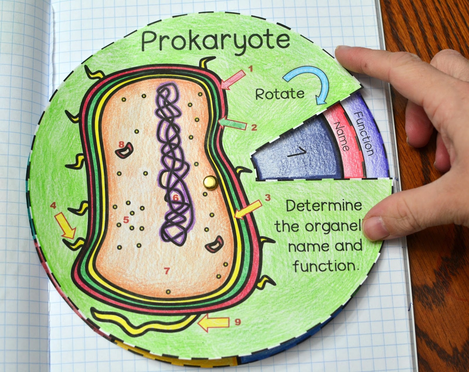 Math in Demand: Prokaryote Cell Wheel Foldable