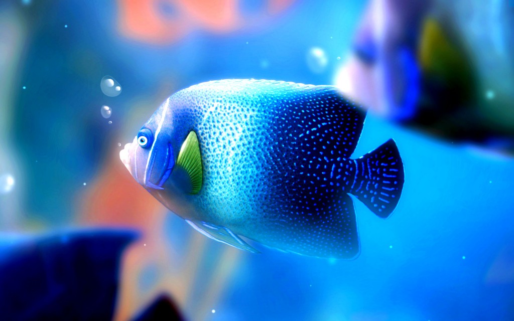 Koleksi Wallpaper Ikan