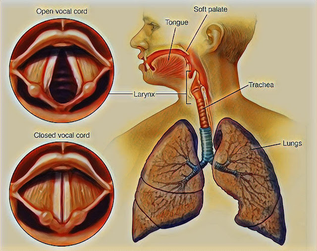 Laringitis: Pengertian, Gejala, Penyebab, Diagnosis, Pengobatan ...