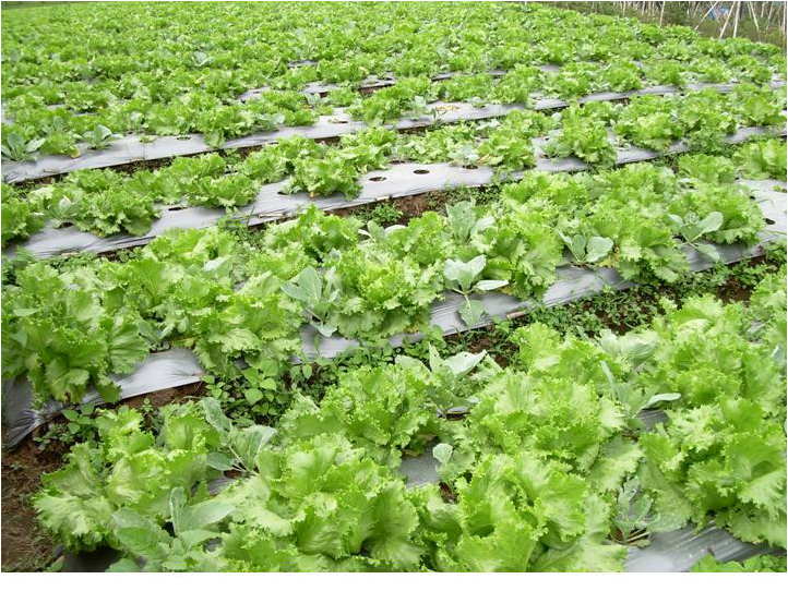 BUDIDAYA SELADA - TANAM SAYURAN