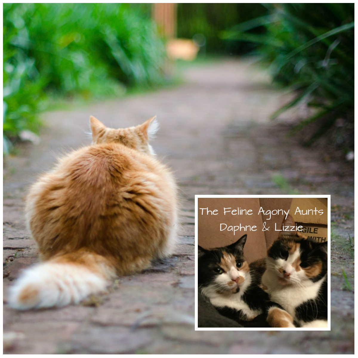 The Feline Agony Aunts: How can I stop my cat drinking from puddles?