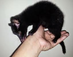 Musang Indonesia