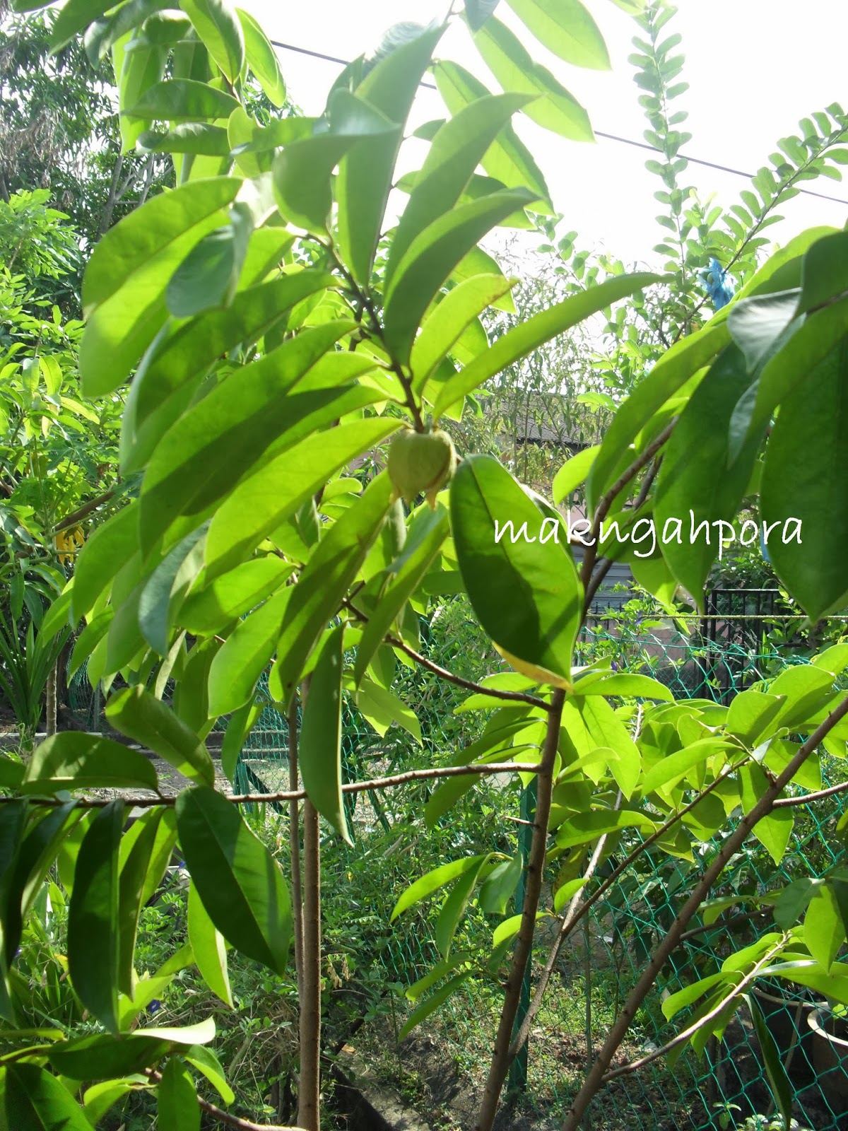 Mak Ngah Pora: Bunga sulung durian belanda