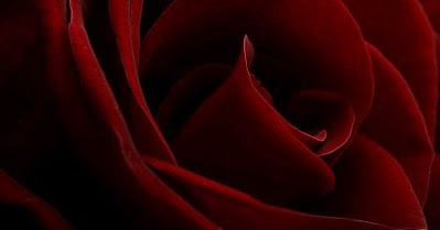 Fotos de Rosas Rojas, parte 1 - IMÁGENES PARA WHATSAPP ® y Fotos para ...