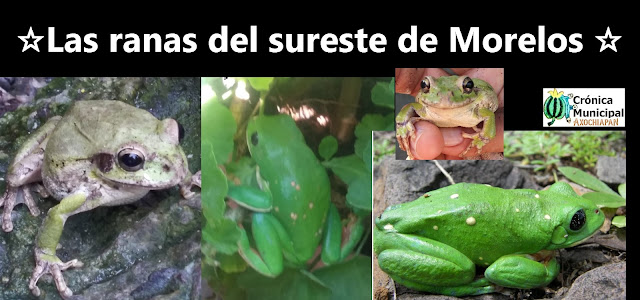 Historia de la región limítrofe Sur Morelos y Puebla: ☆Las ranas del ...