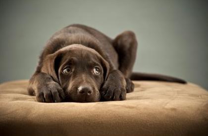 CANIPREMIER: CHIEN CRAINTIF