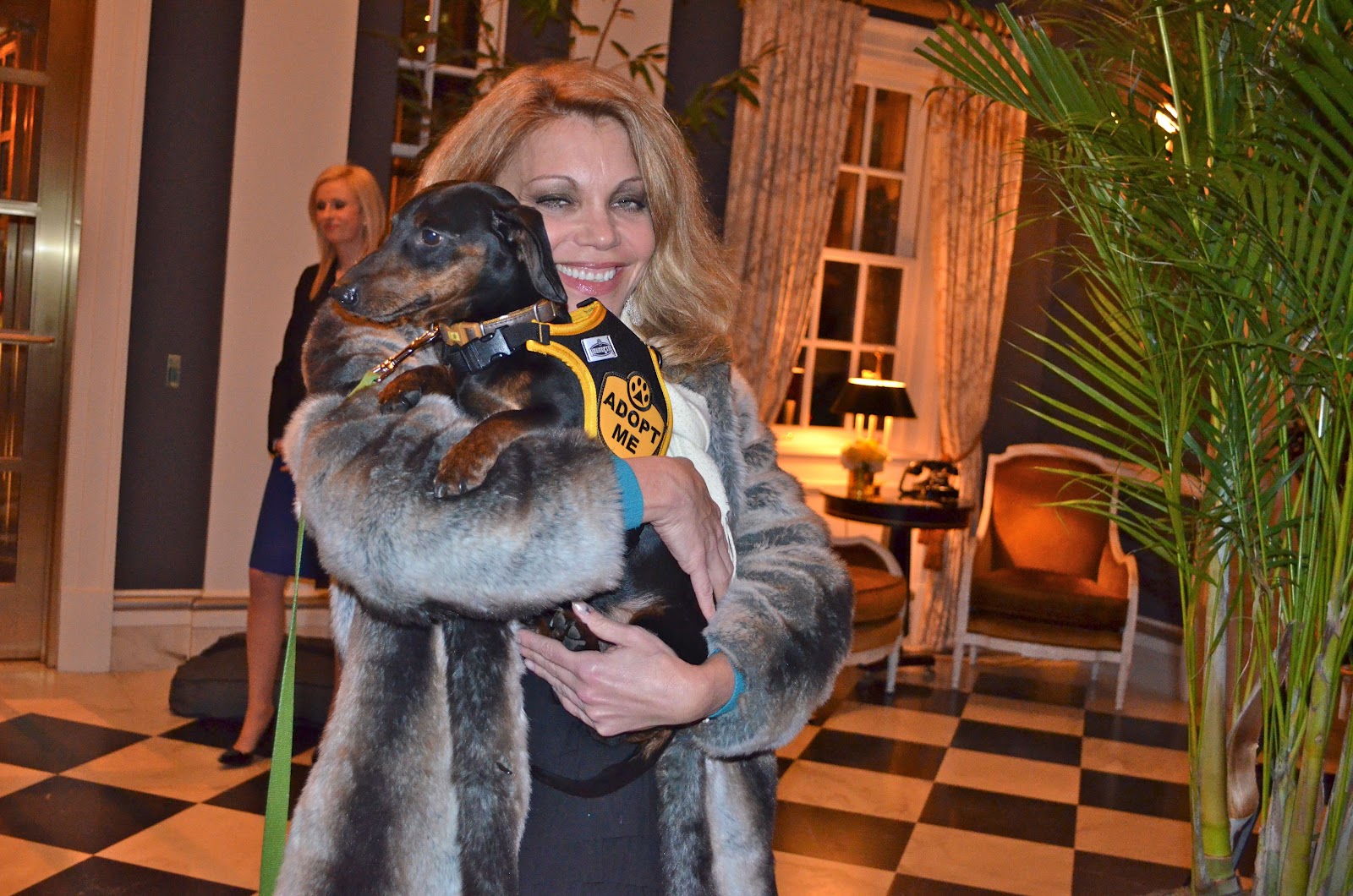 HOLLYWOOD ON THE POTOMAC: You can teach an old dog new tricks....