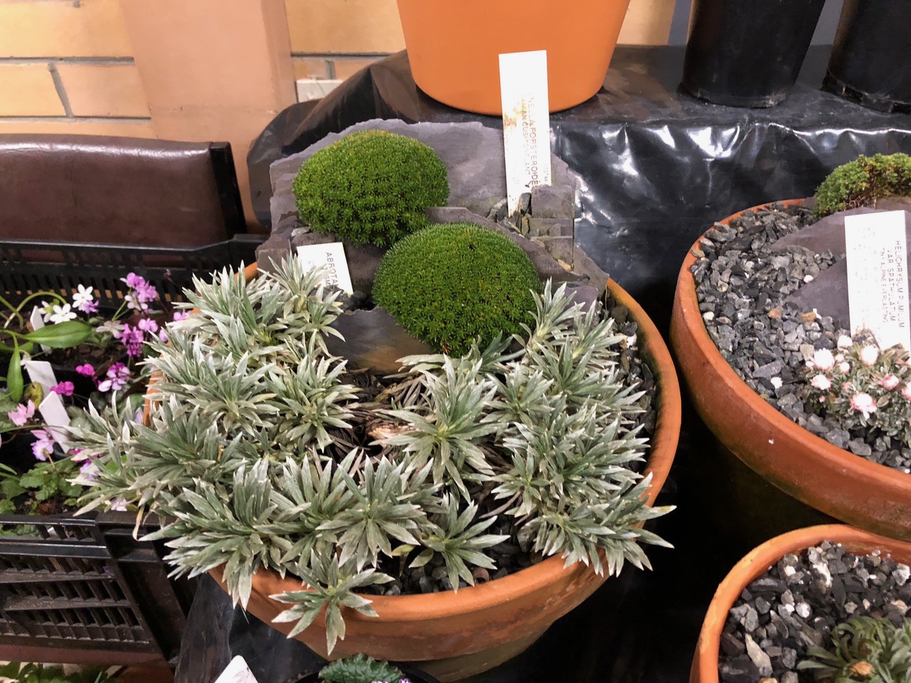 Alpine Garden Society Victorian Group: Oron Peri Talk.