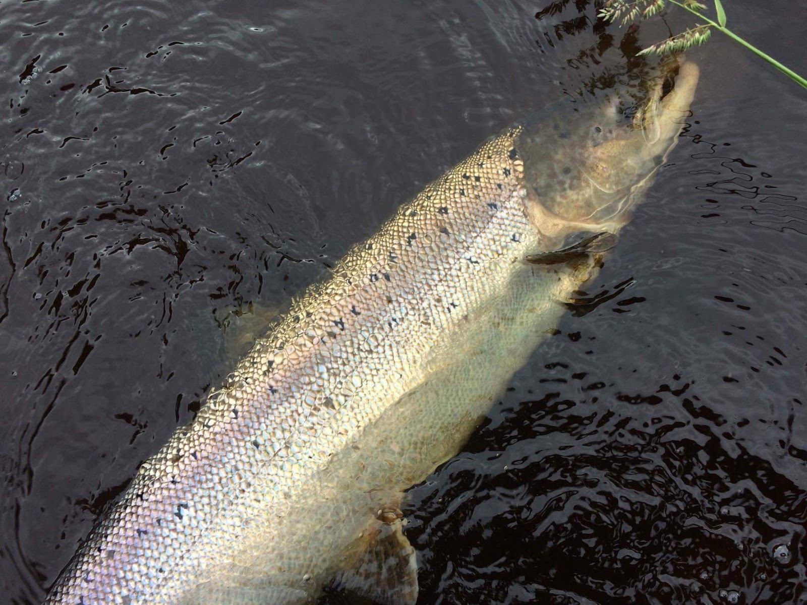 Salmon Fly: River Clyde Salmon Fishing - Tay Salmon Fly