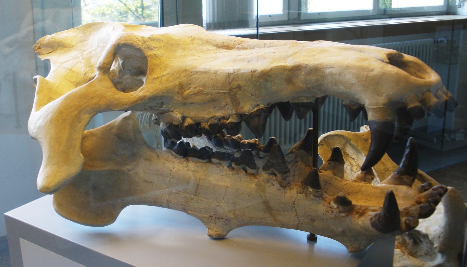 Life in the Cenozoic Era: Entelodonts: Killer Jaws with Cloven Hooves