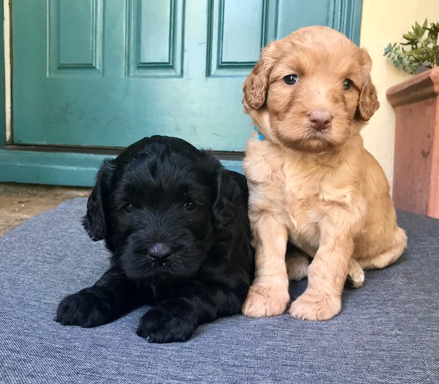 Golden Gate Labradoodles: Authentic Australian Labradoodles