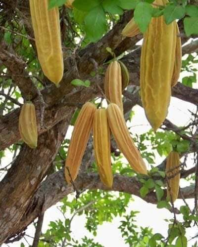 Orgullo Calentano - Región de Tierra Caliente: junio 2019