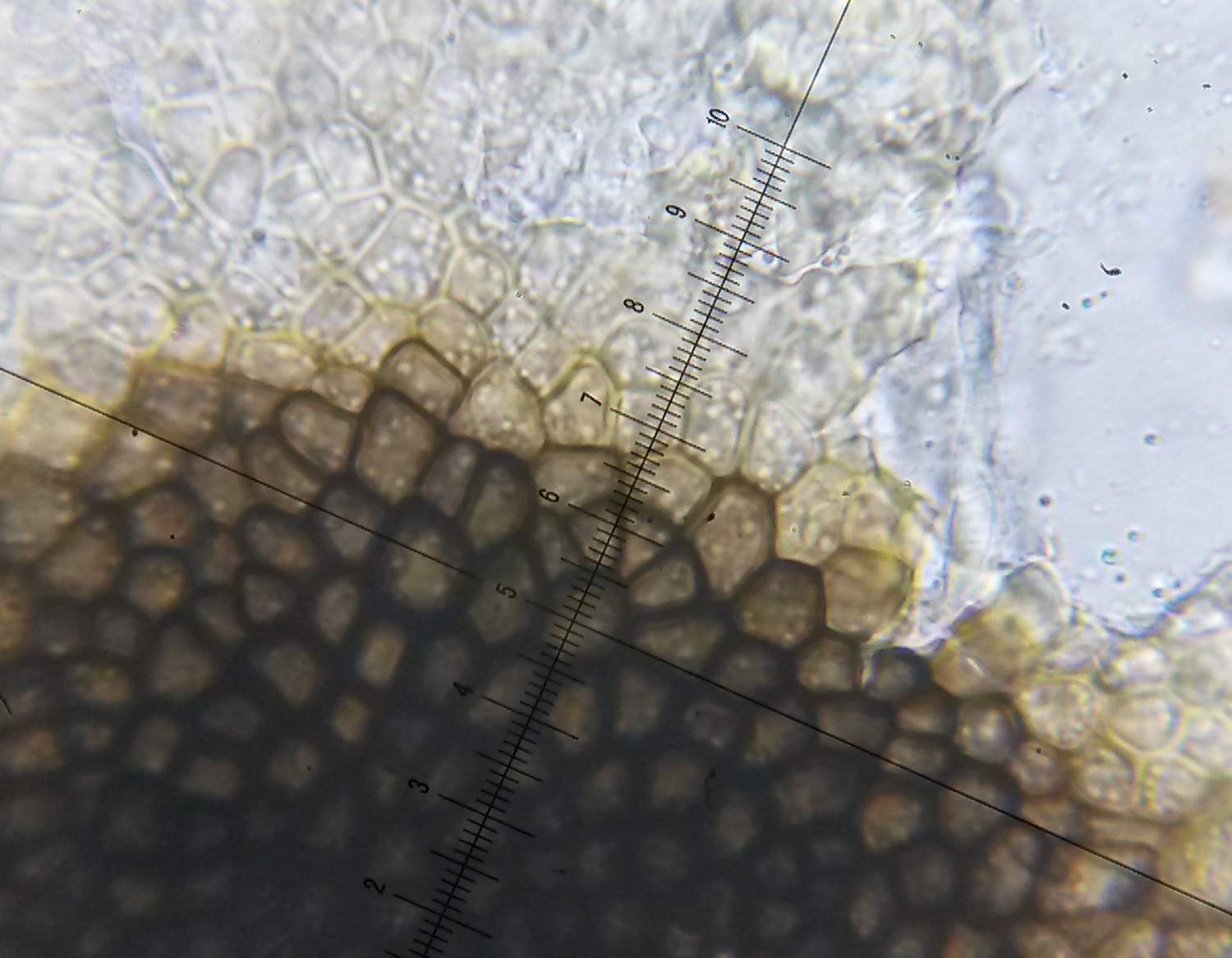 Myco Magic: Microfungi on land plants - Metasphaeria complanata at ...