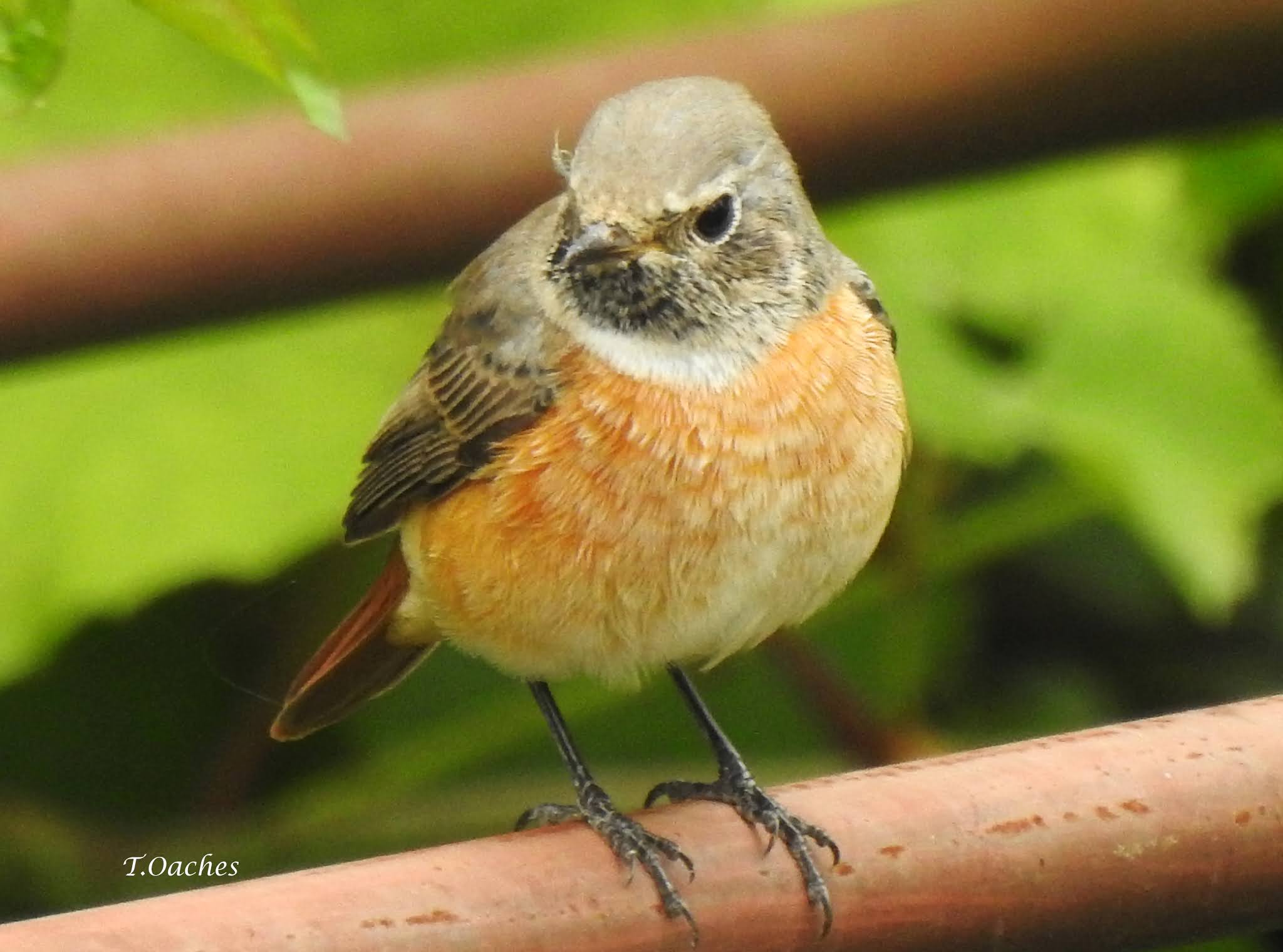 PASARI DIN ROMANIA: CODROSUL DE PADURE (1), Phoenicurus phoenicurus
