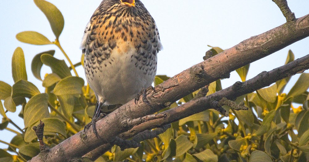ScienceSeeker | Science News Aggregator: Do birds shout at aeroplanes ...